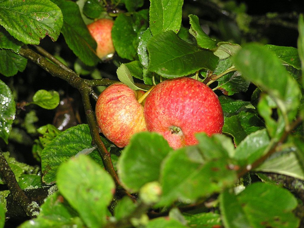 In The Shade Of The Old Apple Tree - Real Irish Desserts